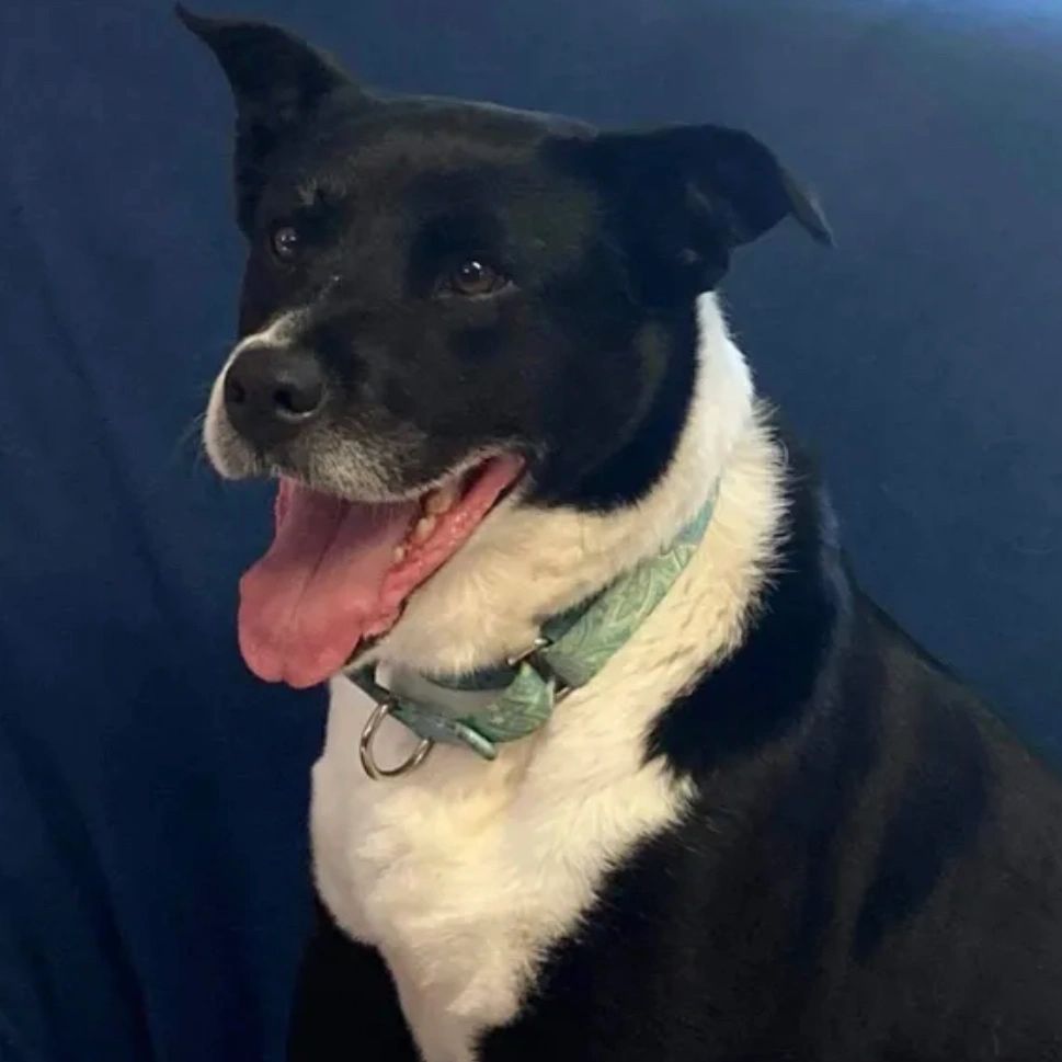 Humane Society of Calvert County