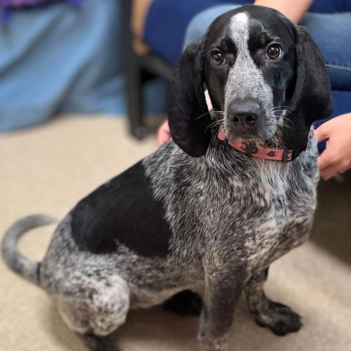 Humane Society of Calvert County