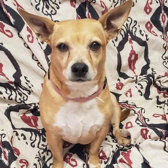 Humane Society of Calvert County