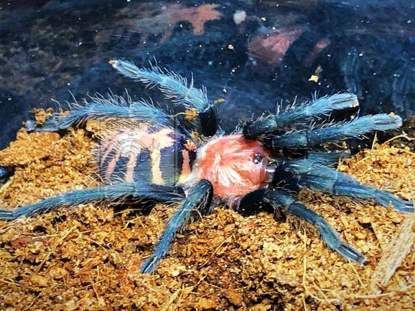 Tiger Rump (Davus Pentaloris)