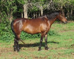 For Sale | Prairie Hill Morgans