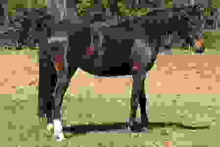 Mares | Prairie Hill Morgans