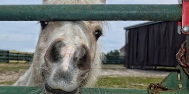 ADOPT | Aiken Equine Rescue