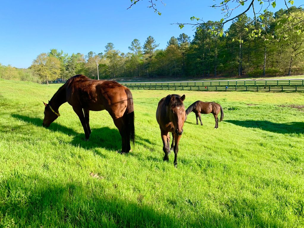 Who We Are | Aiken Equine Rescue