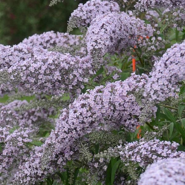 Buddleia 'Grand Cascade'