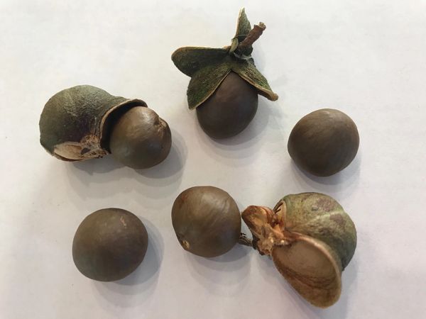 Tea Seeds - Grow Your Own Tea! (see pricing in description)