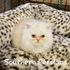 Southern Persians - Persian Cats, Persian Kittens, Pets, Persian Cats