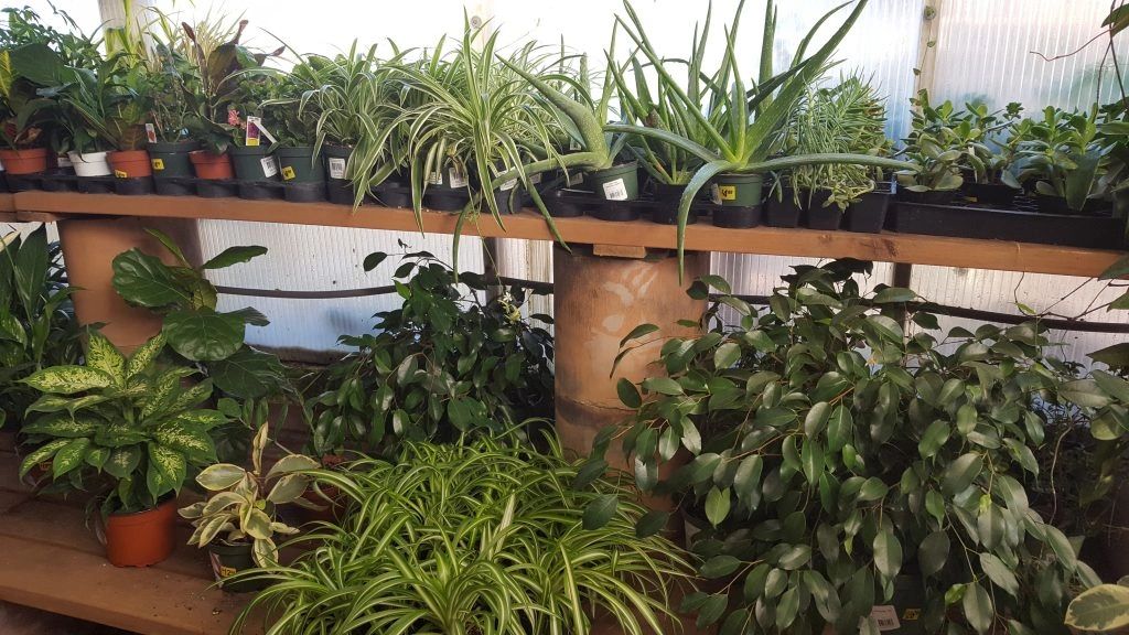 Our Cool Tips | plantfairnursery.com