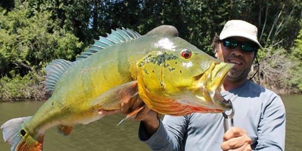 Amazon Peacock Bass Fishing - Amazon Peacock Bass Fishing