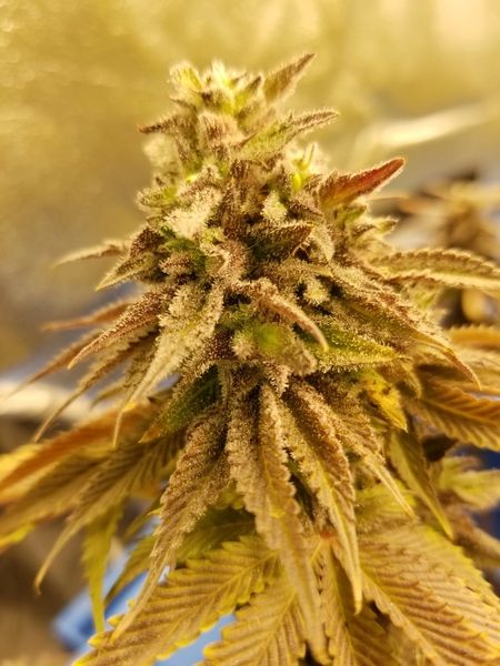 Banana MAC - Capulator