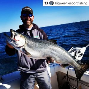 The BIG ONE Cut Bait - UV GLOW Alewife Cut Bait