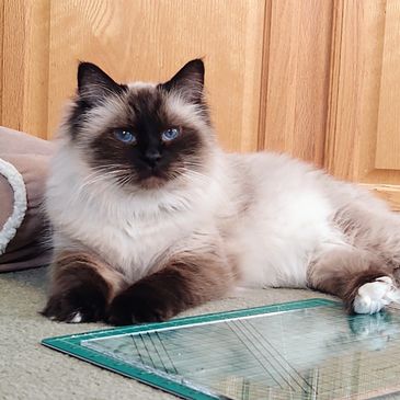 Macushla Ragdolls - Home