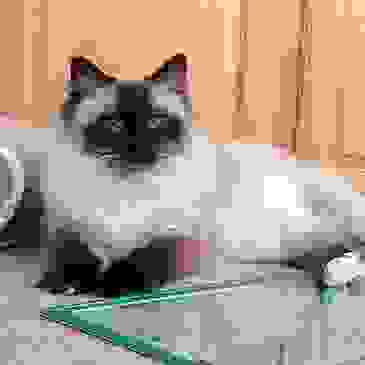 Macushla Ragdolls - Home