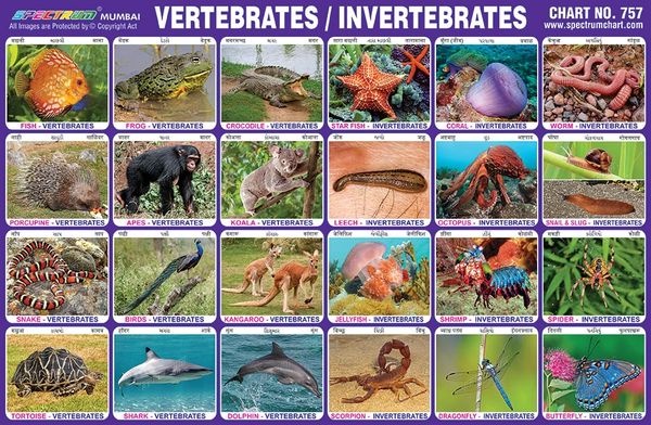 Invertebrates And Vertebrates Chart