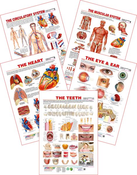 Spectrum Human Body & System Charts (Set of 5) : (The Heart, The Eye ...