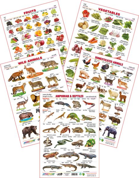 Spectrum Educational Wall Charts (Set of 5) : (Wild Animals, Domestic ...