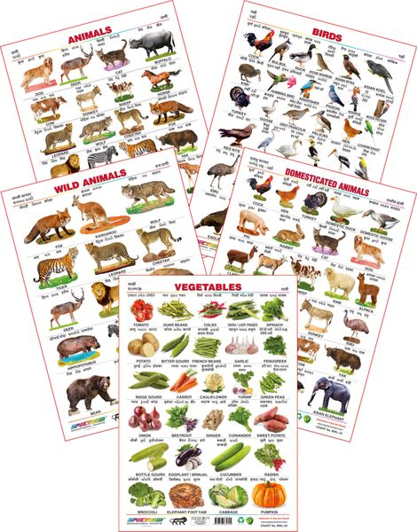 Spectrum Educational Wall Charts (Set of 5) : (Wild Animals, Domestic ...