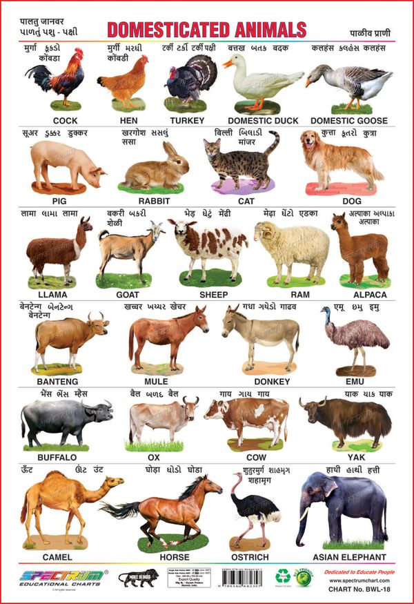 Pet Animals Pictures Chart