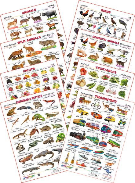Spectrum Educational Mini Wall Chart (Set of 8) : ( Animals , Birds ...