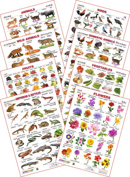 Spectrum Educational Mini Wall Chart (Set of 8) : ( Animals , Birds ...