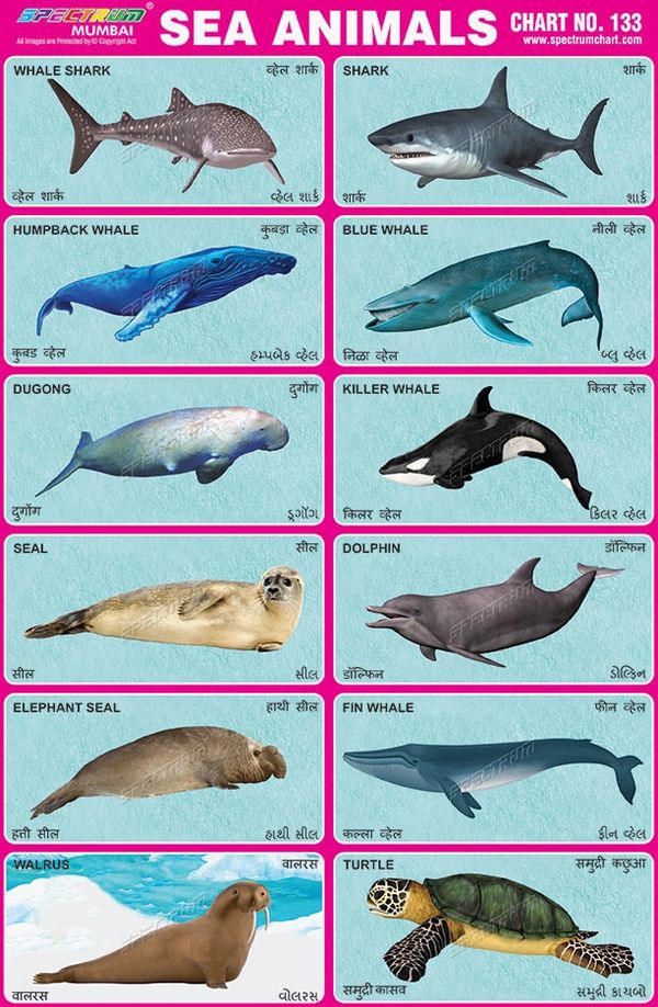 Aquatic Animals Chart