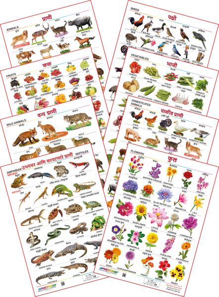 Spectrum Educational Mini Wall Chart (Set of 8) :( Animals , Birds ...