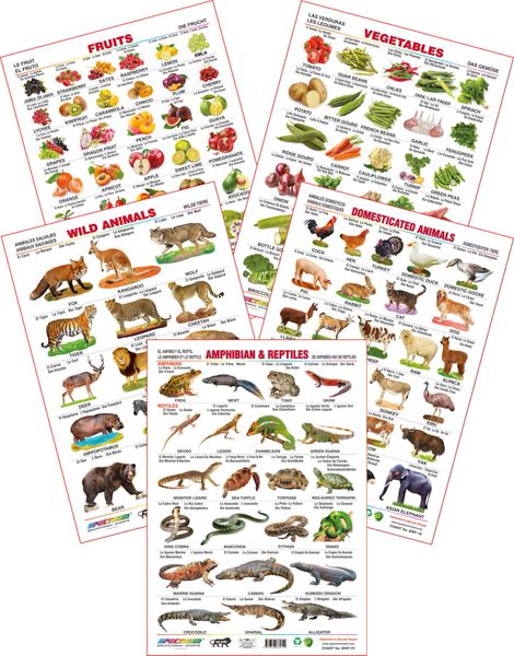 Spectrum Educational Wall Charts (Set of 5) : (Wild Animals, Domestic ...