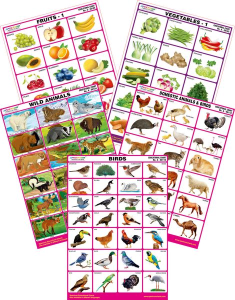 Spectrum Mirror Coat Educational Charts (Set of 5) : Set 67 ( Birds ...
