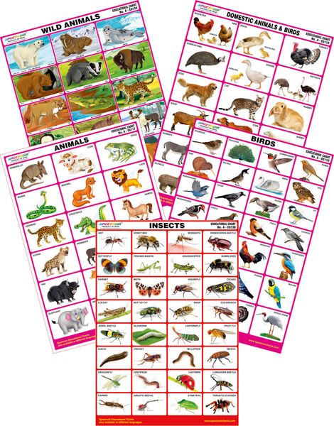Spectrum Mirror Coat Educational Charts (Set of 5) : Set 114 ( Insect ...