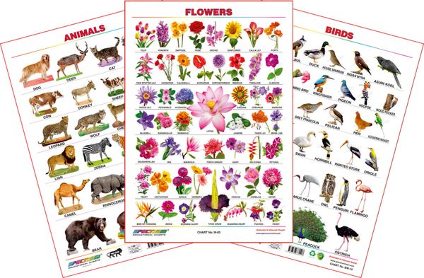 Spectrum Educational Large Wall Charts (Set of 3) : ( Flowers , Animals ...
