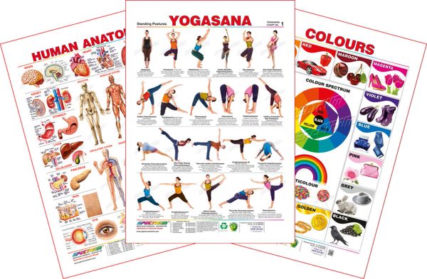 Spectrum Educational Large Wall Charts (Set of 3) : ( Human Anatomy ...