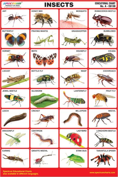 Insects
