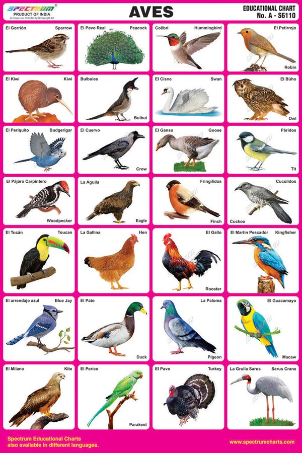 Aves Animals