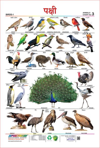 पक्षी - ૧