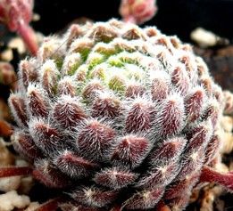 Sempervivum 'Pacific Plum Fuzzy'
