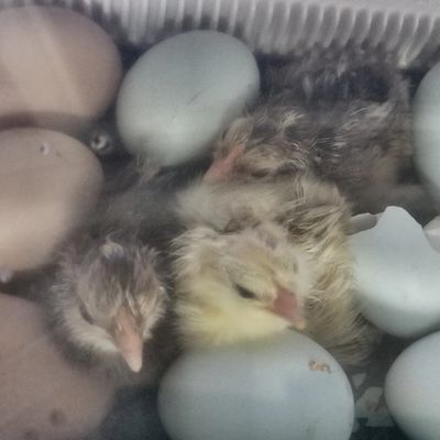 Broody Bunch Birds