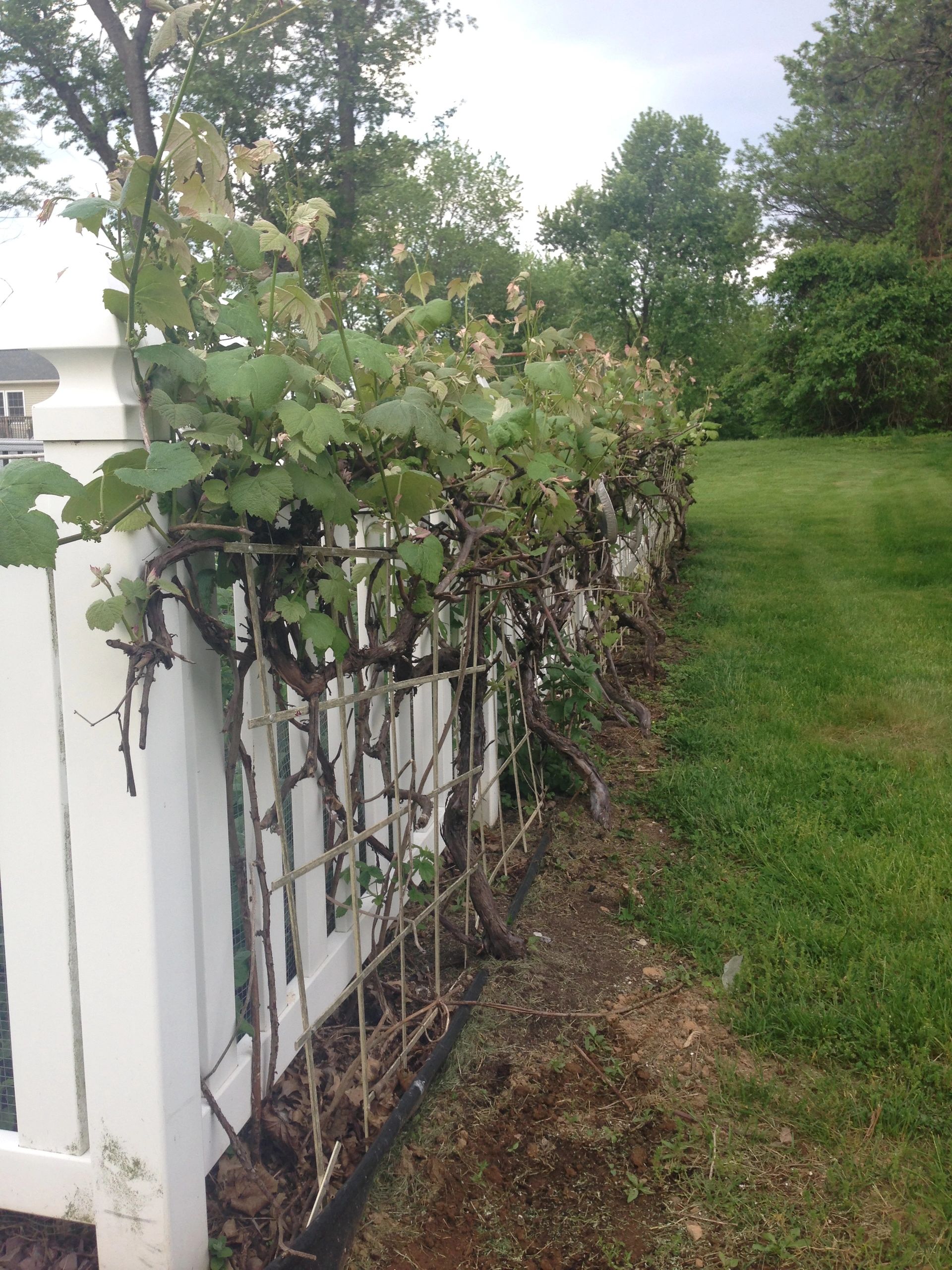 Pruning Grape Vines