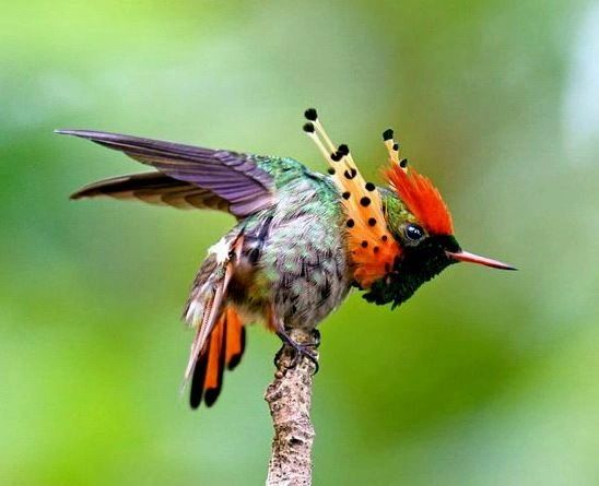 What Are The Fastest Things On Wings? 8 Hummingbird Facts
