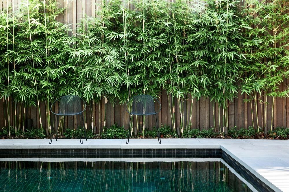 Bamboo For San Diego Gardening | Bamboo For San Diego Gardening