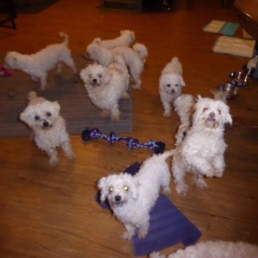 Bolognese Breeders - American Bolognese Club