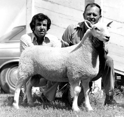 NORTH COUNTRY HISTORY | High Road Sheep