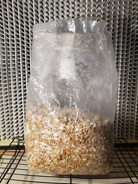 5lb Bag of Colonized G1 Grain Spawn
