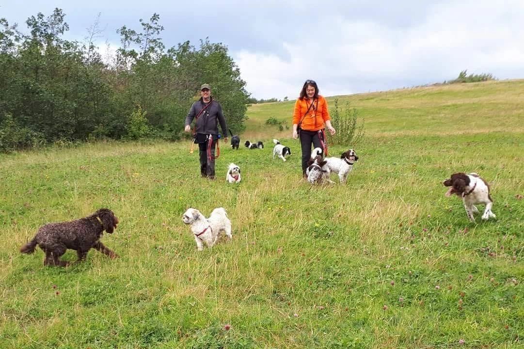 AJ Dog Care - Dog Walking Home Boarding and Pop in visits