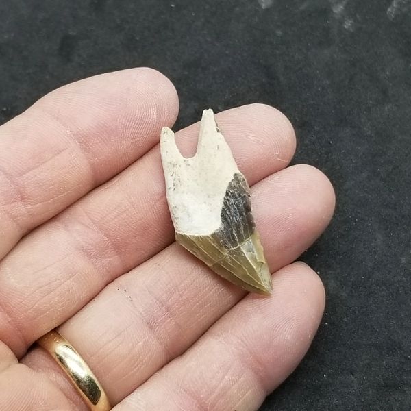 0915-aurora-double-rooted-squalodon-tooth-high-quality-fossils