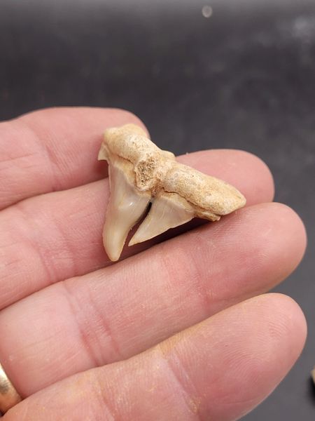 High Quality Fossils | Fossils by Mark