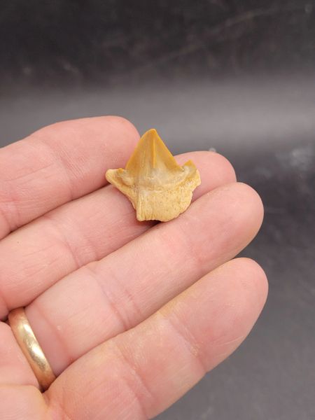 High Quality Fossils | Fossils by Mark