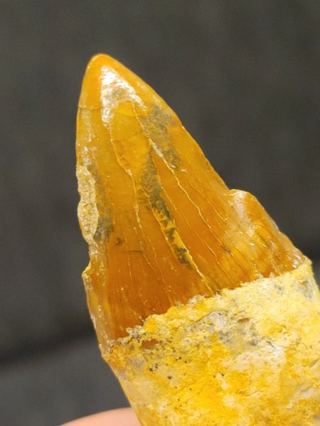 High Quality Fossils | Fossils by Mark