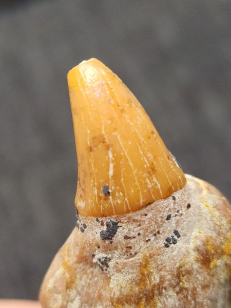 High Quality Fossils | Fossils by Mark