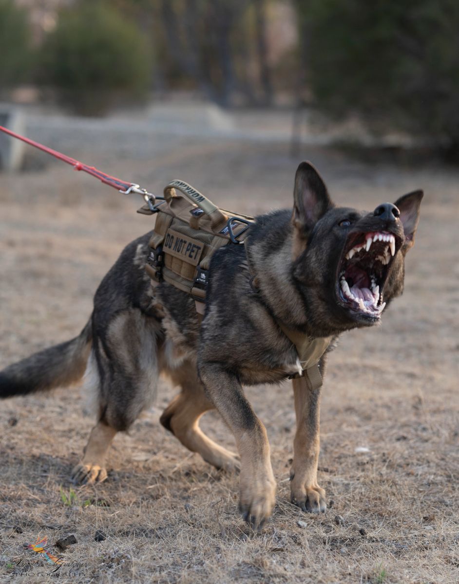 K9 Deployment Gear