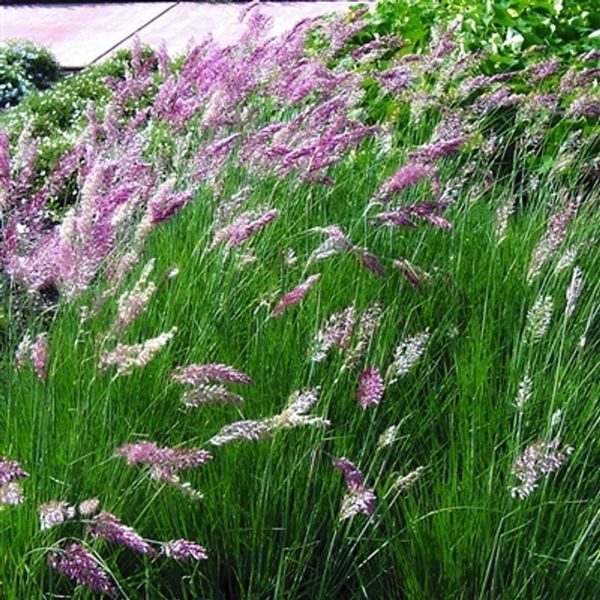 Savannah Ruby Grass